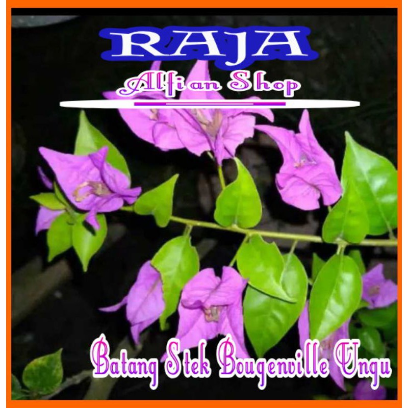 Jual Batang Stek Bougenville Ungu 5 Batang Shopee Indonesia