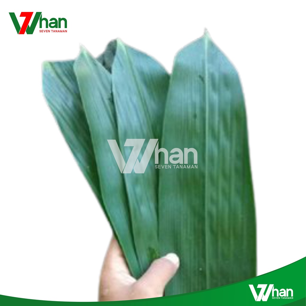 Jual 100 LEMBAR DAUN BAMBU SEGAR DAN LEBAR UNTUK BUNGKUS BACANG ATAU ...