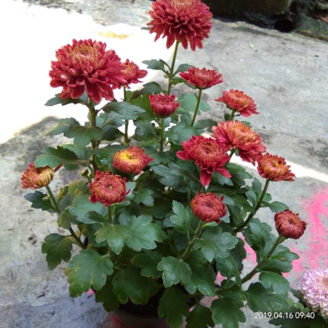 Jual Bunga Krisan/Aster/Kembang Potong/Tanaman Hias/Souvenir/Dekorasi ...