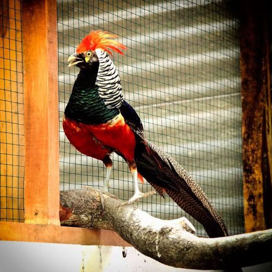 Jual TELUR AYAM HIAS RINGNECK PHEASANT JENIS LADY RED AMHERST FERTIL ...