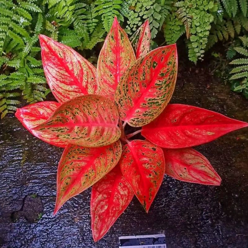Jual Aglaonema super red legacy / Aglonema super red legacy florist ...