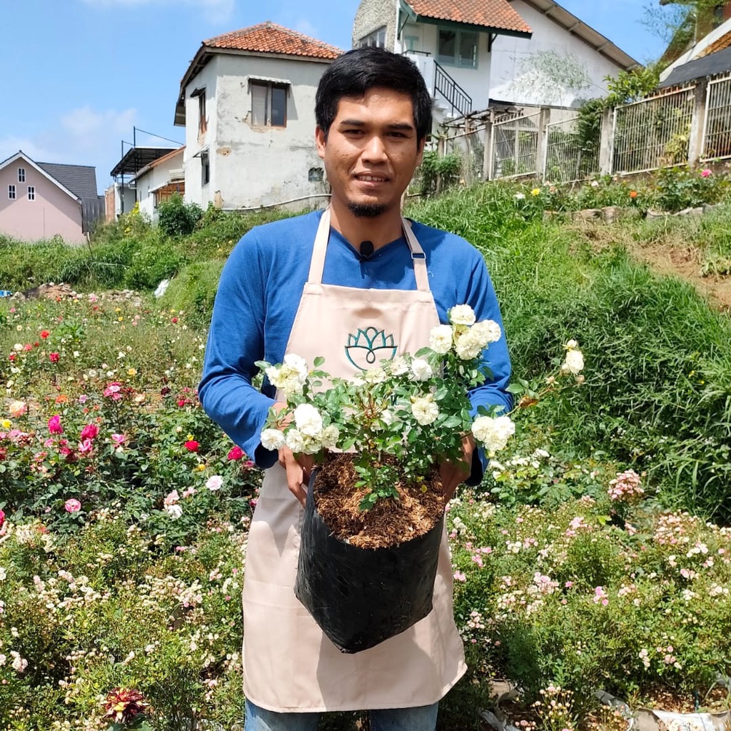 Jual MAWAR BABY PUTIH (GREEN ICE) - UKURAN DEWASA | Shopee Indonesia