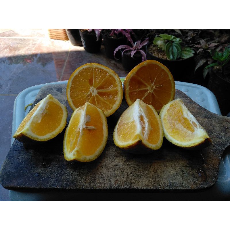 Jual Buah Jeruk Baby Java Batu - Batu Malang | Shopee Indonesia