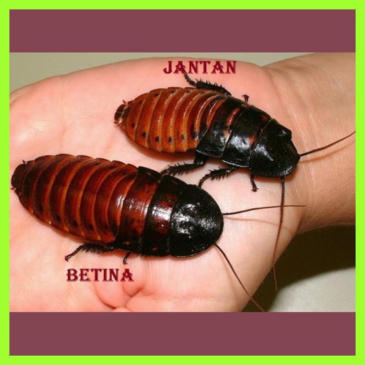 Jual KECOA MADAGASKAR PAKET TERNAK(5JANTAN,15 BETINA) | Shopee Indonesia