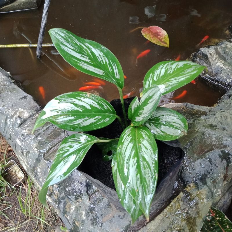 Jual (INYONG PLANT) TANAMAN HIAS SCINDAPSUS SUSU HUTAN | Shopee Indonesia