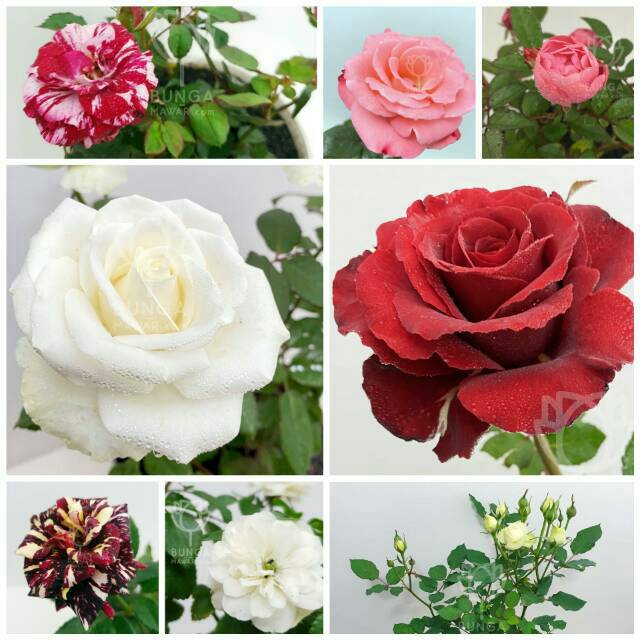 Jual SALE PROMO Paket 10 Bibit Tanaman hias bunga Mawar asli | Shopee ...