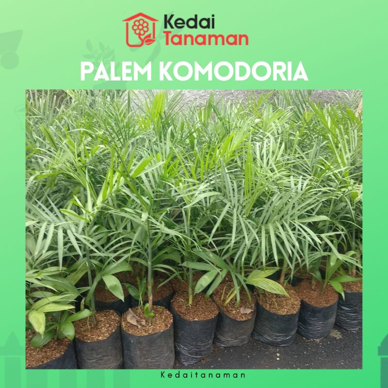 Jual Tanaman Hidup Indoor Palem Bambu Komodoria - Tanaman Hias Pohon ...