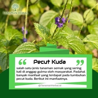 Jual Tanaman Pecut Kuda Terlengkap & Harga Terbaru Januari 2025 ...