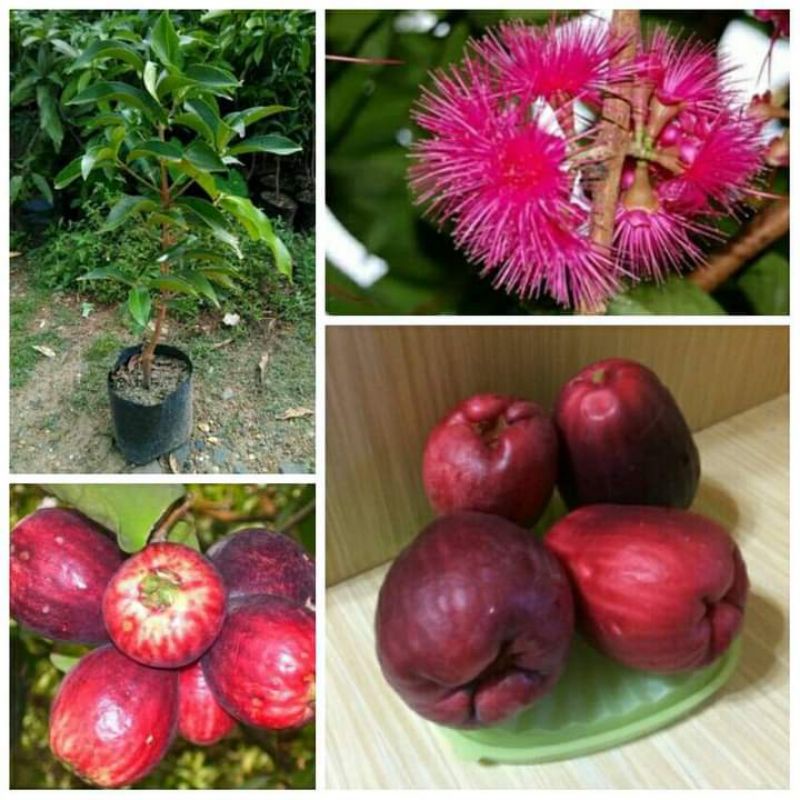 Jual BIBIT Jambu Air (DARSONO) | Shopee Indonesia