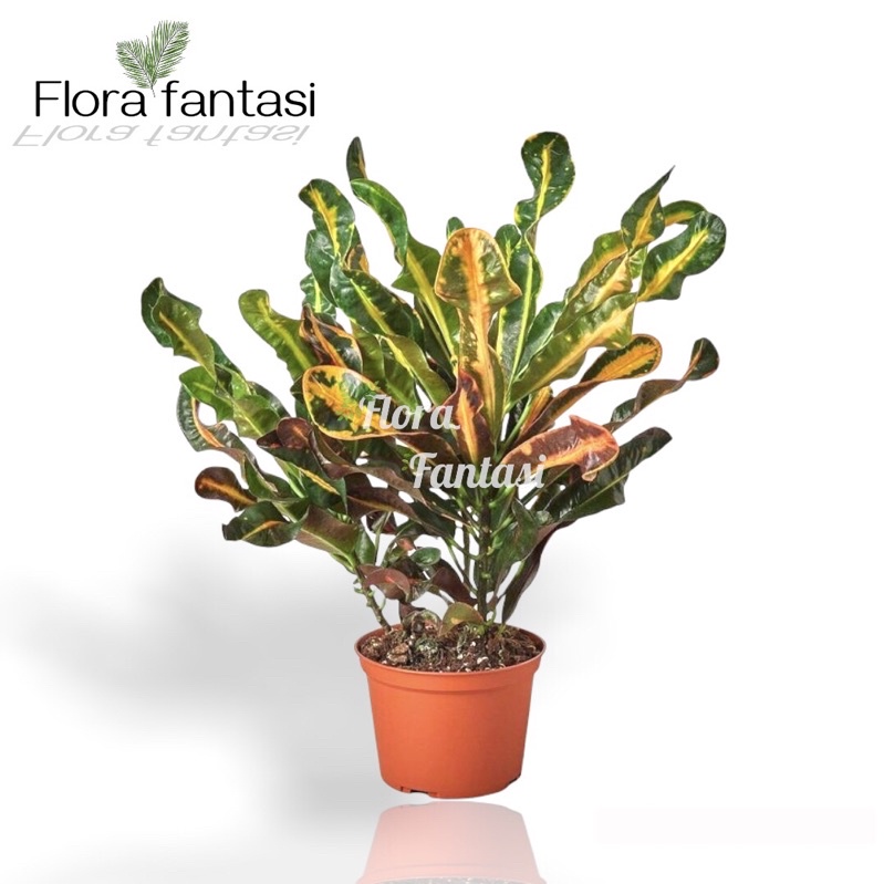 Jual Codiaeum variegatum PROMO!! Tanaman Hias Puring Kerupuk (Tanaman ...