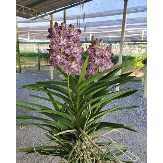 Jual Anggrek vanda limited edition | Shopee Indonesia
