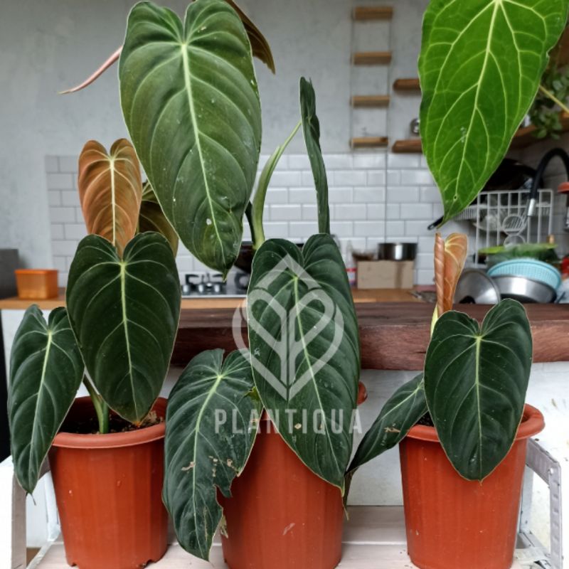 Jual Philodendron Melanochrysum, melano, philo melano berbagai ukuran ...