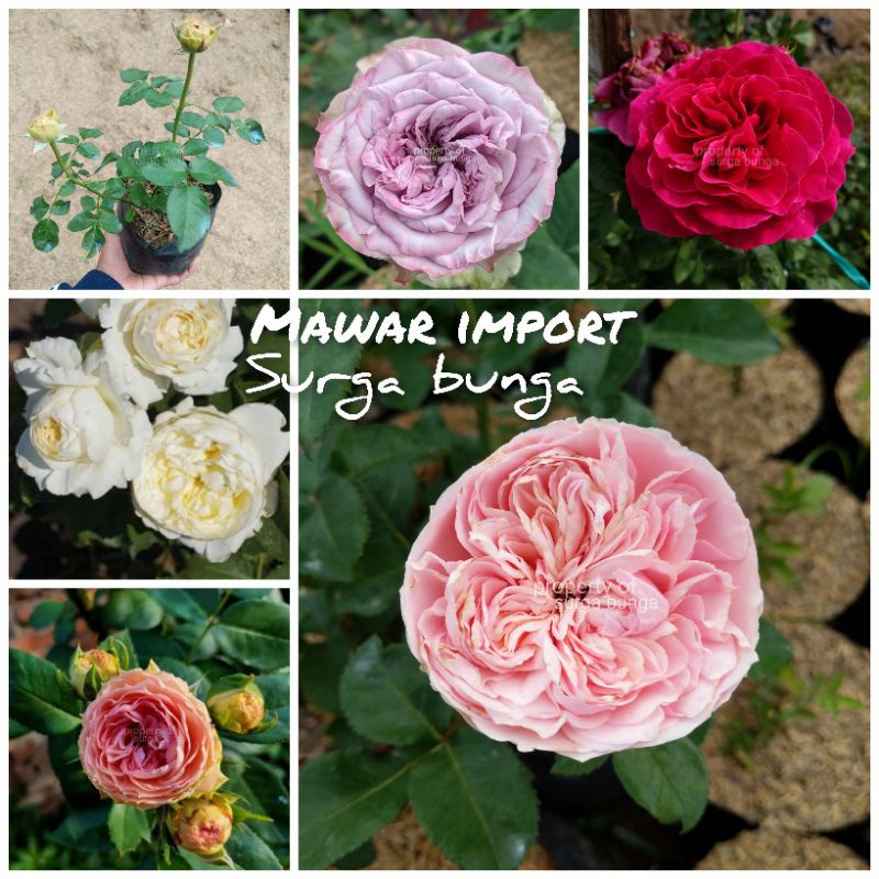 Jual Tanaman Bunga Mawar import (rosa sp) merambat wangi David Austin ...