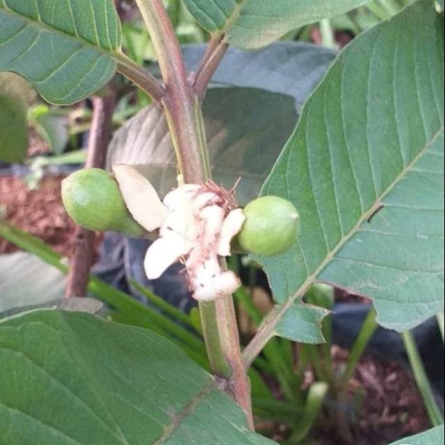 Jual Pohon jambu kristal / benih herbal / hiasan taman | Shopee Indonesia