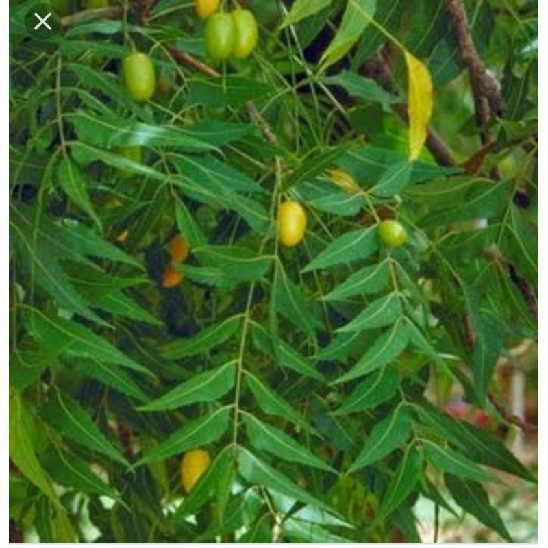 Jual daun Mindi/mimba segar 1kg untuk penyakit gatal gatal | Shopee ...