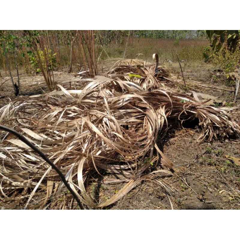 Jual Serat Kenaf (Rami Jawa / Yute Jawa) | Shopee Indonesia