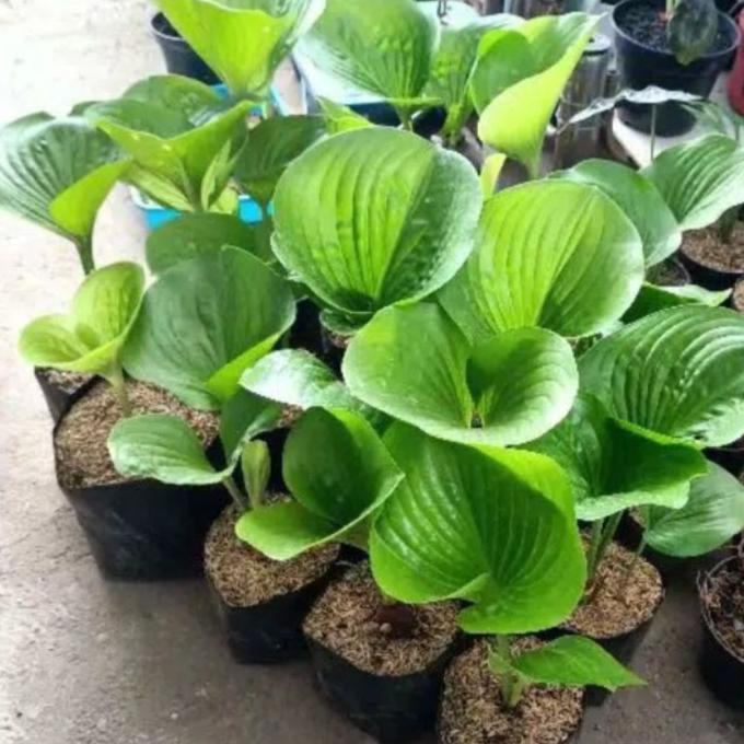 Jual Open DS] TANAMAN HIAS HOSTA KELADI TAPAK KUDA BAKUNG TAPAK KUDA ...