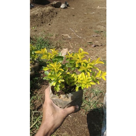 Jual Tanaman hias teh-tehan kuning/bibit bunga teh-tehan kuning ...