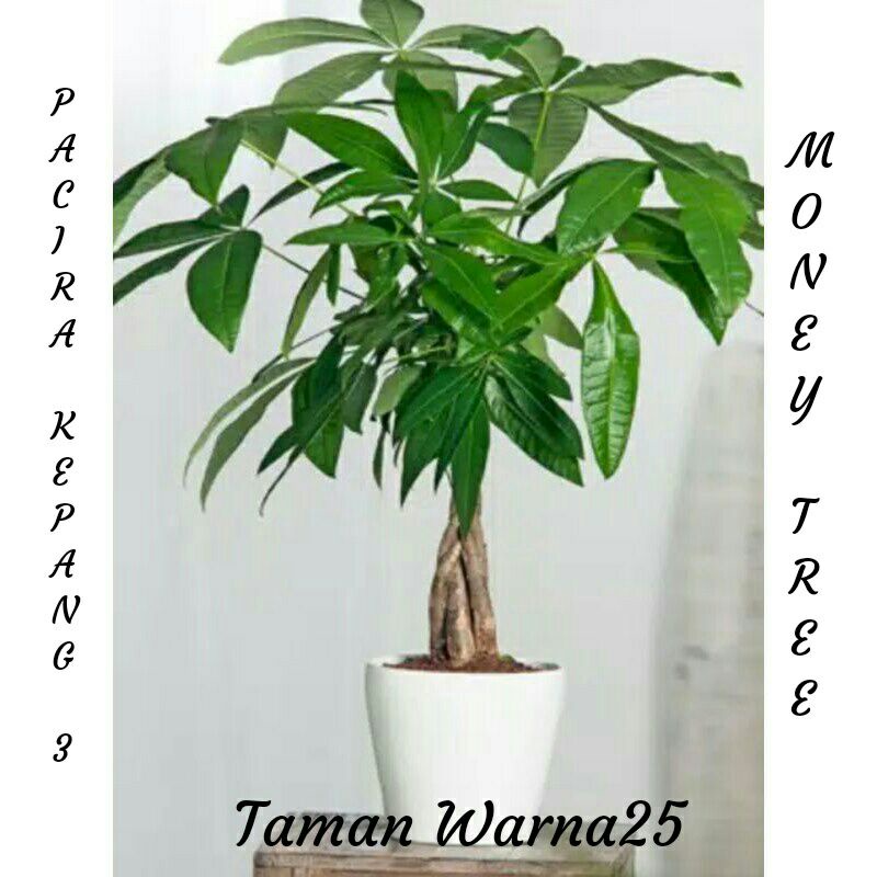 Jual Tanaman Hias Pohon Pacira Kepang 3-Pohon Pacira Money Tree-Tanaman ...
