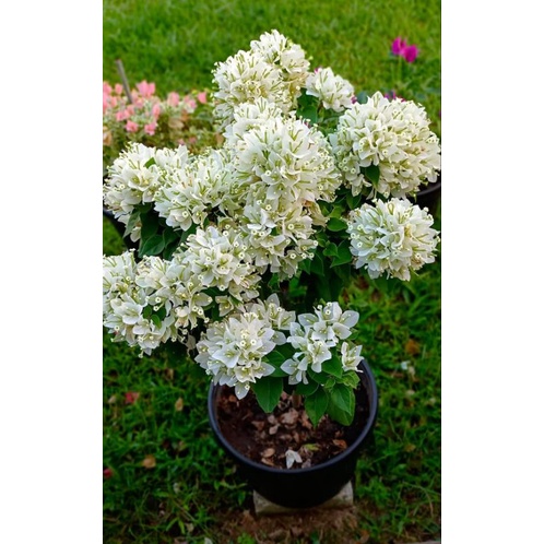 Jual Tanaman hias bunga bougenville singapur Putih bibit ori / bogenvil ...