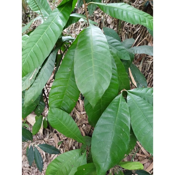 Jual Daun sawo walanda segar atau daun campolai 1 kg | Shopee Indonesia