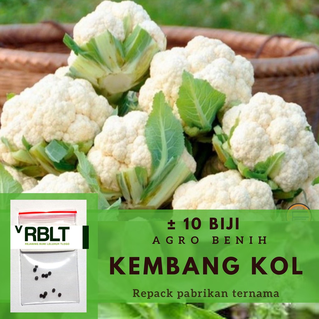 Jual 10 Bibit Bunga Kembang Kol F1 Hibrida Diamond 40 Benih Sayuran ...