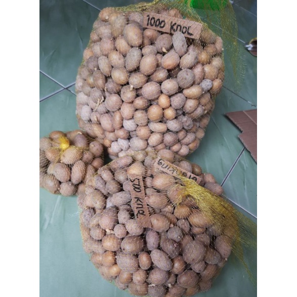 Jual benih kentang G0 size S siap tanam Granola L(1500biji) | Shopee ...