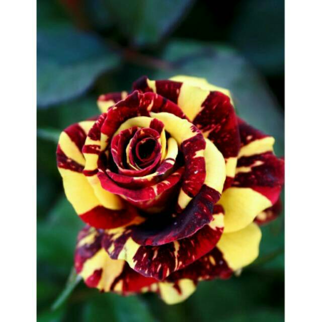 Jual Mawar Candy Kuning (Batik) | Shopee Indonesia