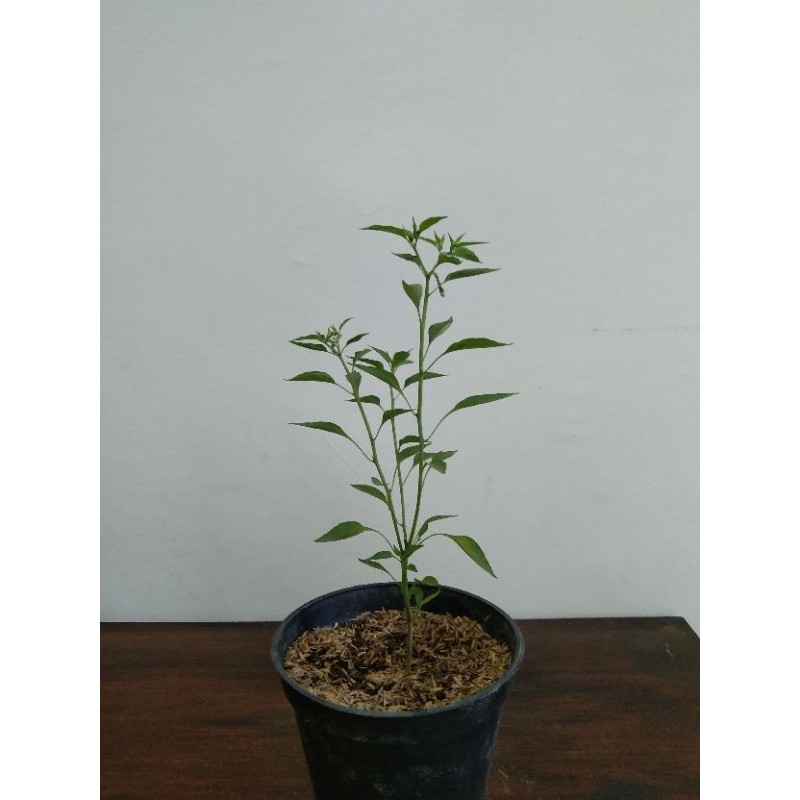 Jual Tanaman Cabai Merah Besar | Shopee Indonesia