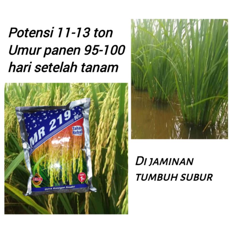 Jual Benih Padi MR 219 asli padi malaysia | Shopee Indonesia