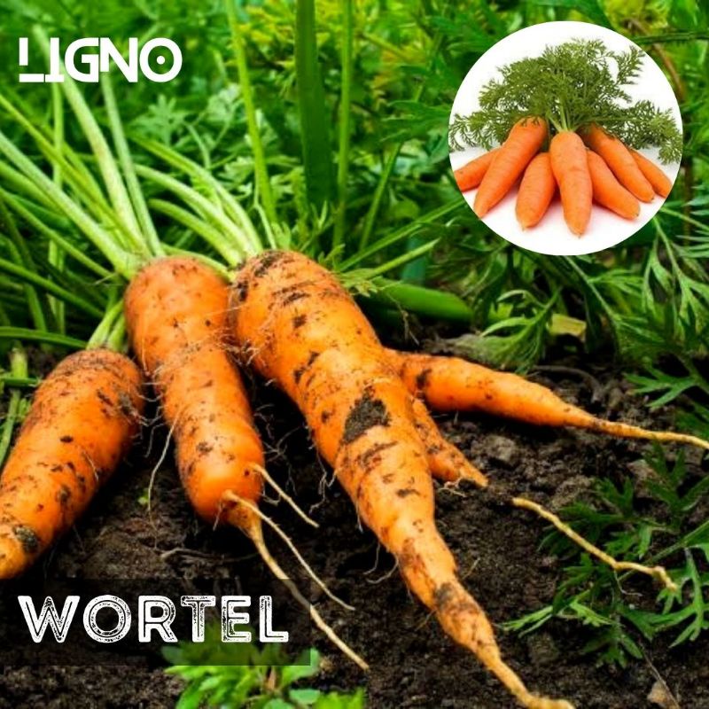 Jual Benih WORTEL (isi-30) Unggul Biji Bibit Sayur | Shopee Indonesia