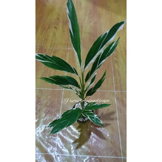 Jual Tanaman hias honje varigata - honje varigata - onje - kecombrang ...