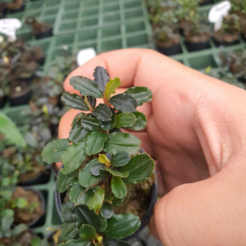 Jual Bucephalandra Brownie Helena | Shopee Indonesia