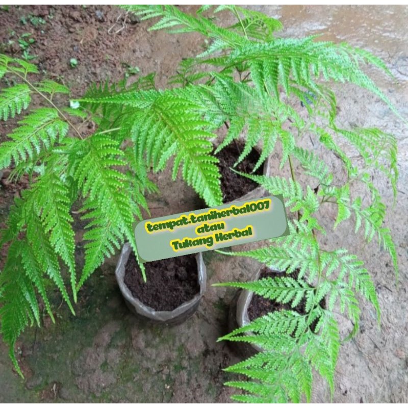 Jual Tanaman Pakis Kulit atau Leatherleaf Fern /murah/unik | Shopee ...