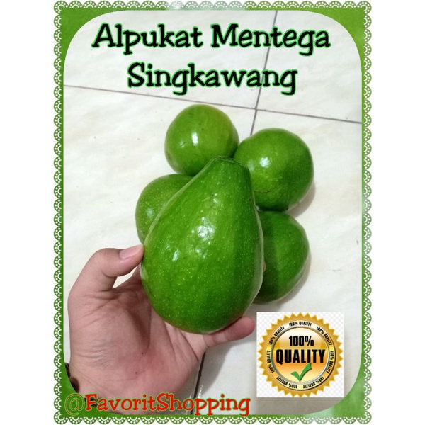 Jual Alpukat mentega Singkawang 100% Fresh Original & Berkualitas Tinggi | Shopee Indonesia