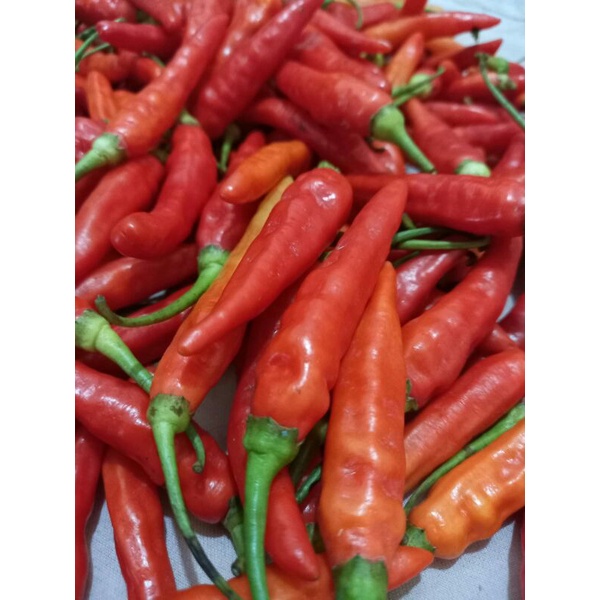 Jual CABE SUPER PEDES GEPREK/CABAI RAWIT SETAN 500Gr | Shopee Indonesia