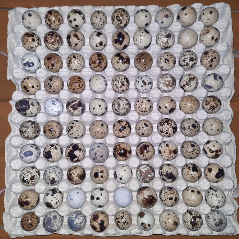 Jual Telur Puyuh 1 kg ( ISI 90 butir) | Shopee Indonesia