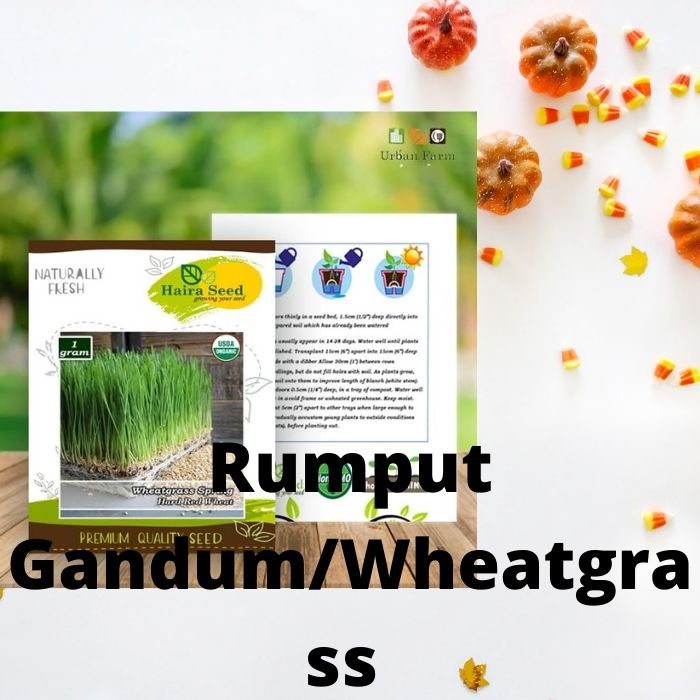 Jual Benih-Bibit Rumput Gandum/Wheatgrass Merah Organik (Haira Seed ...