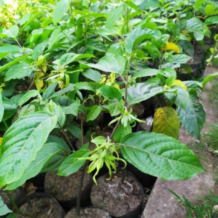Jual tanaman bunga kenanga - bibit bunga kenanga - pohon bunga kenanga ...
