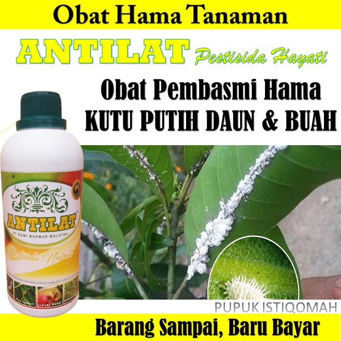 Jual Antilat Obat Pembasmi Hama KUTU PUTIH pada Buah & Daun - Antilat ...