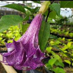 Jual tanaman obat kecubung ungu / bunga terompet ungu | Shopee Indonesia