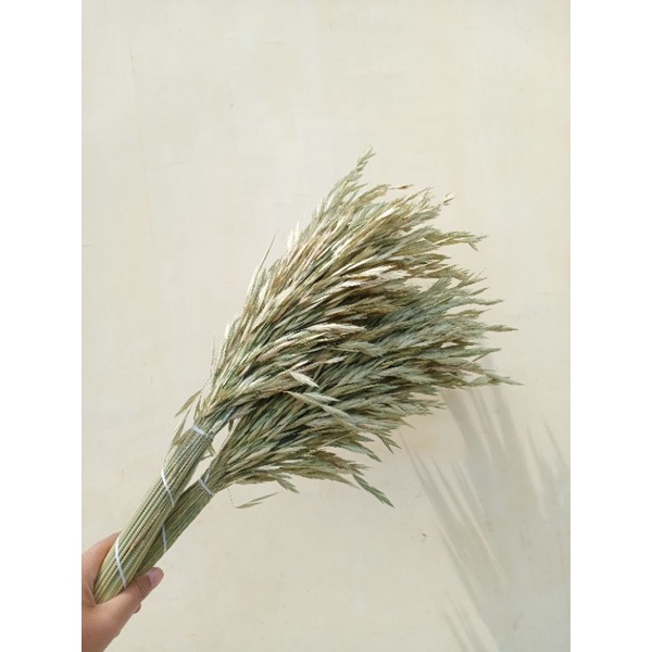 Jual Padi-padian | Lothea Grain | Dried Flower | Buket Bunga | Pampas ...