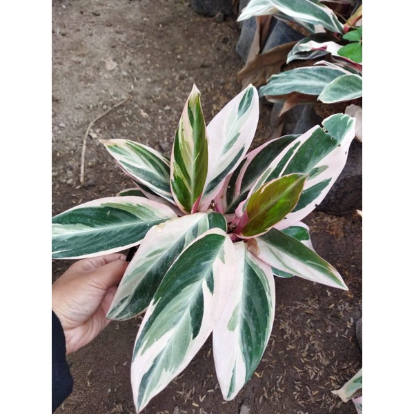 Jual calathea tri colour | Shopee Indonesia