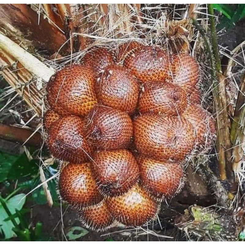 Jual Salak Gula Pasir asli Sibetan Karangasem | Shopee Indonesia