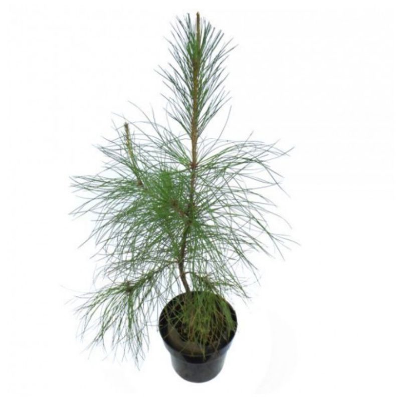 Jual bibit tanaman pinus pohon pinus tanaman pelindung dan peneduh ...