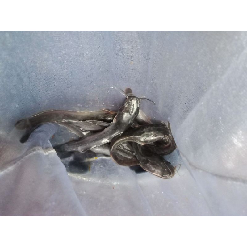 Jual bibit ikan lele sangkuriang 10-11 cm benih ikan budikdamber ...