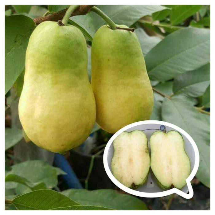 Jual h3o bibit tanaman jambu sukun farang thailand bssg | Shopee Indonesia