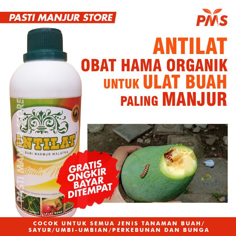 Jual Insektisida Pestisida Organik ANTILAT Obat Hama Semua Tanaman Pembasmi ULAT BUAH | Shopee ...