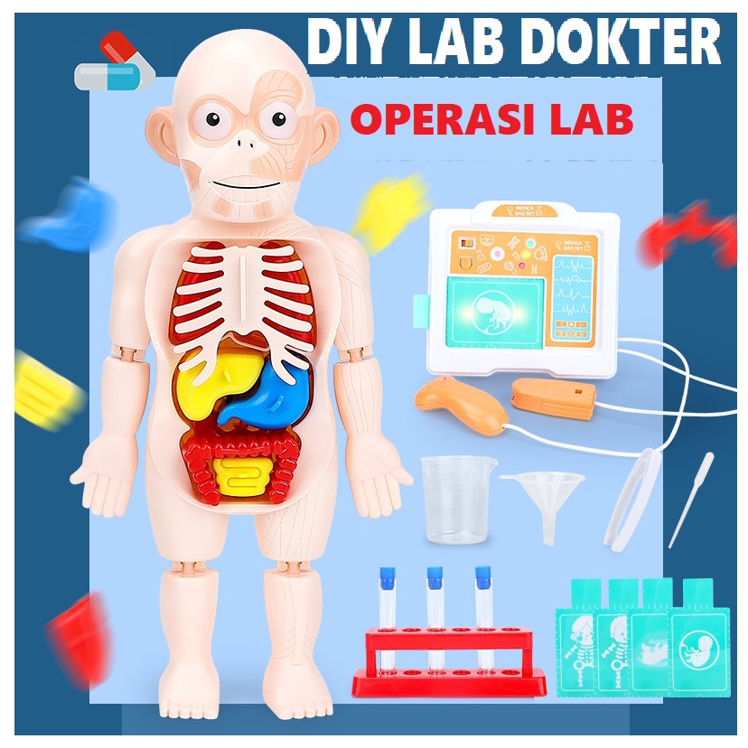 Jual FULL SET DIY SUSUN MAINAN ANAK HUMAN BODY PRETEND PLAY HOME LAB ...