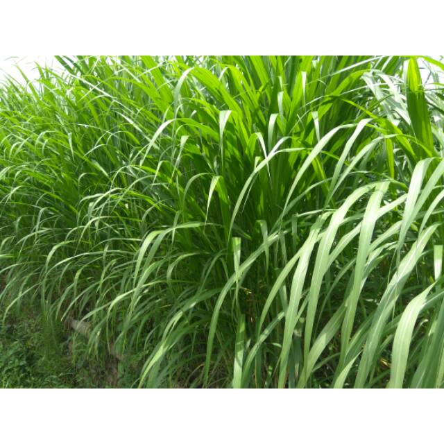Jual Bibit Rumput Gajah pakan Sapi 10 biji | Shopee Indonesia